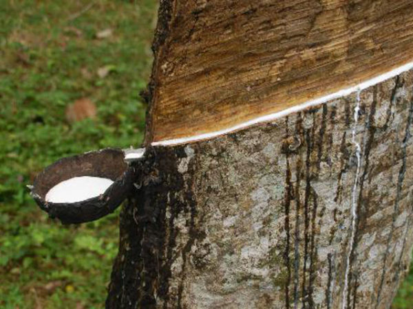 Hule o caucho, polímero natural – Tkno | Inyección de Plástico ...